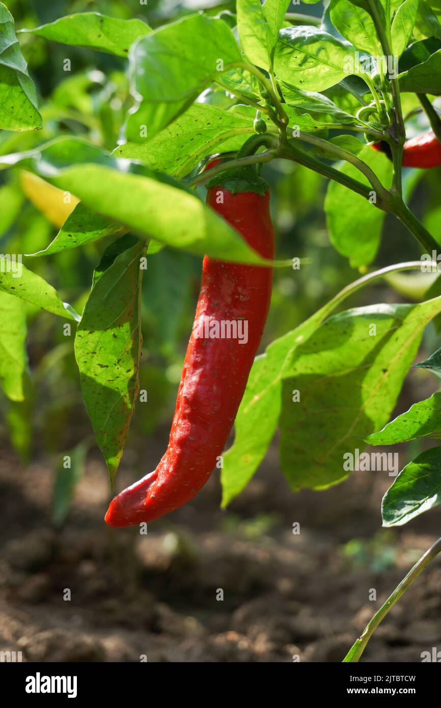 Red chilli pepper in a garden Stock Photo - Alamy