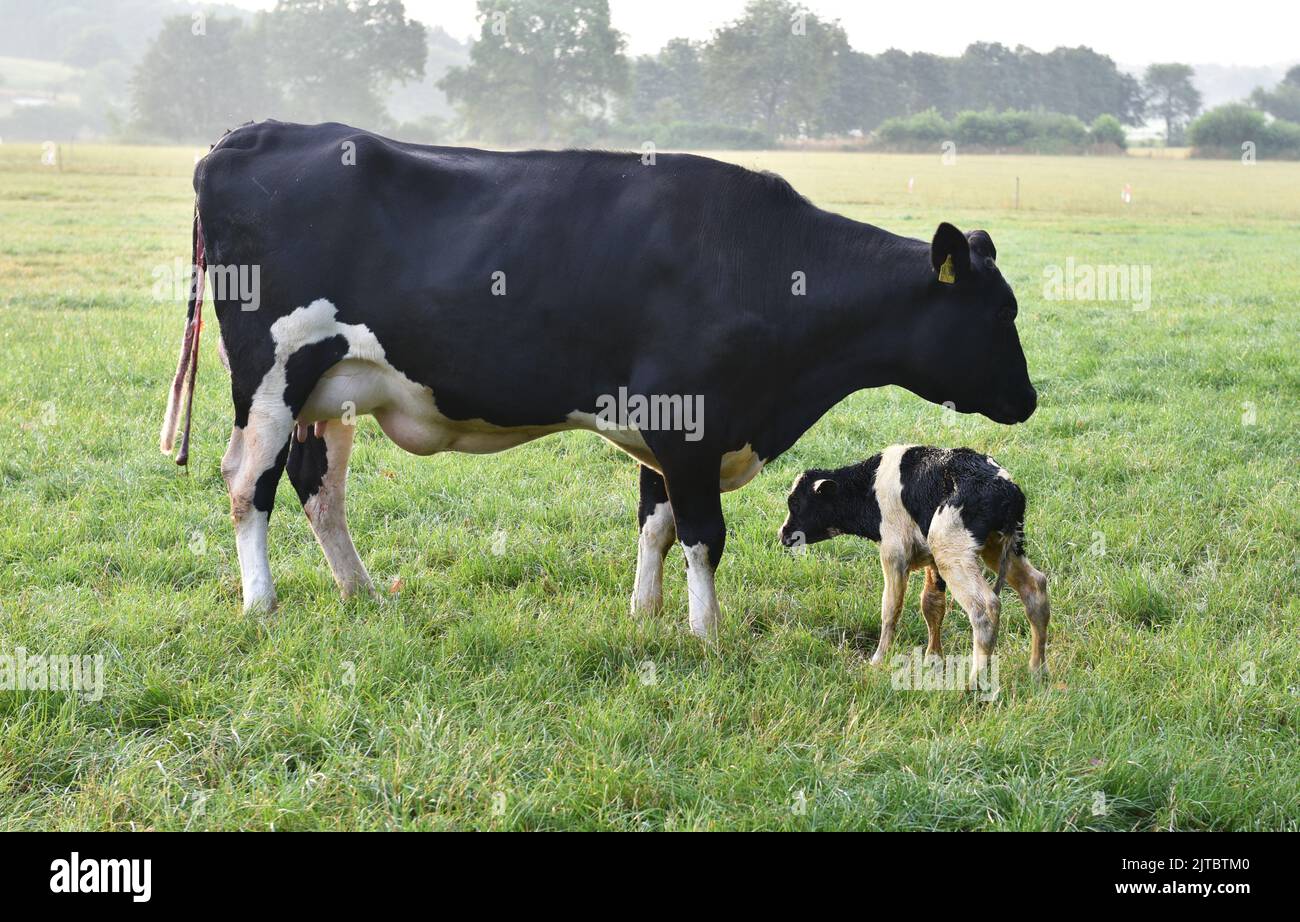 Calf with afterbirth hi-res stock photography and images - Alamy