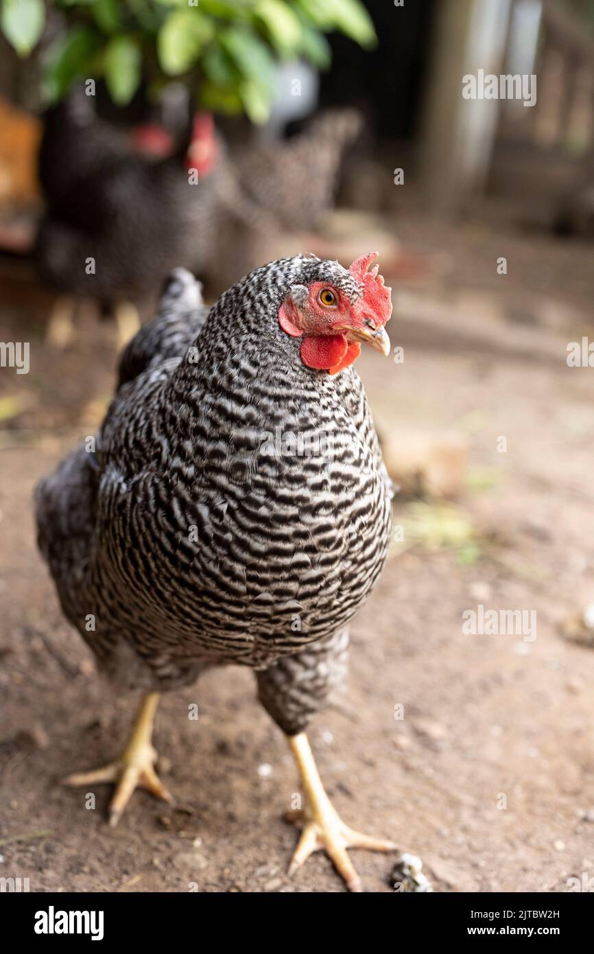 White plymouth rock hi-res stock photography and images - Alamy