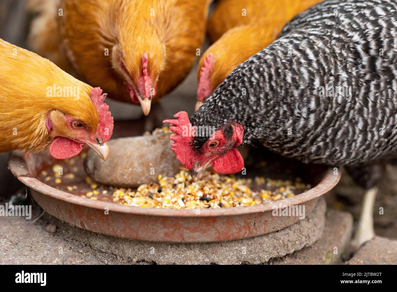 A closeup of group of chicken eating food from metal bowl in the farm ...