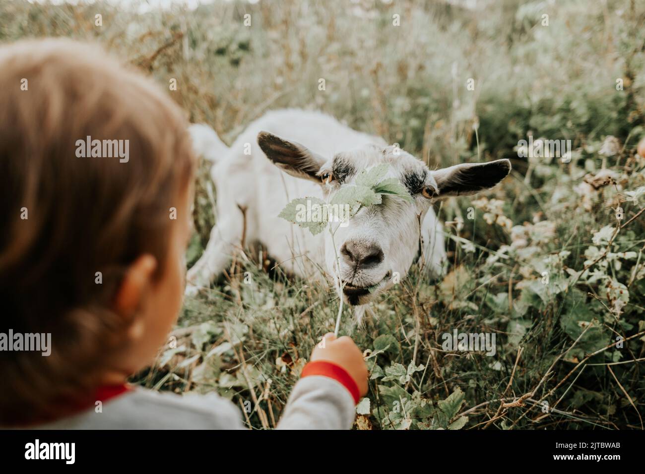First meeting of toddler baby boy and white goat in nature. Child ...