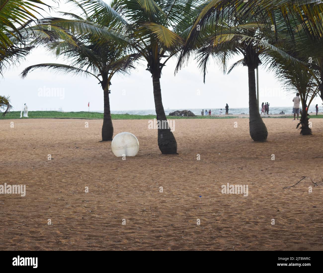 Small coconut trees at a landscape garden at a hotel which overlooks ...