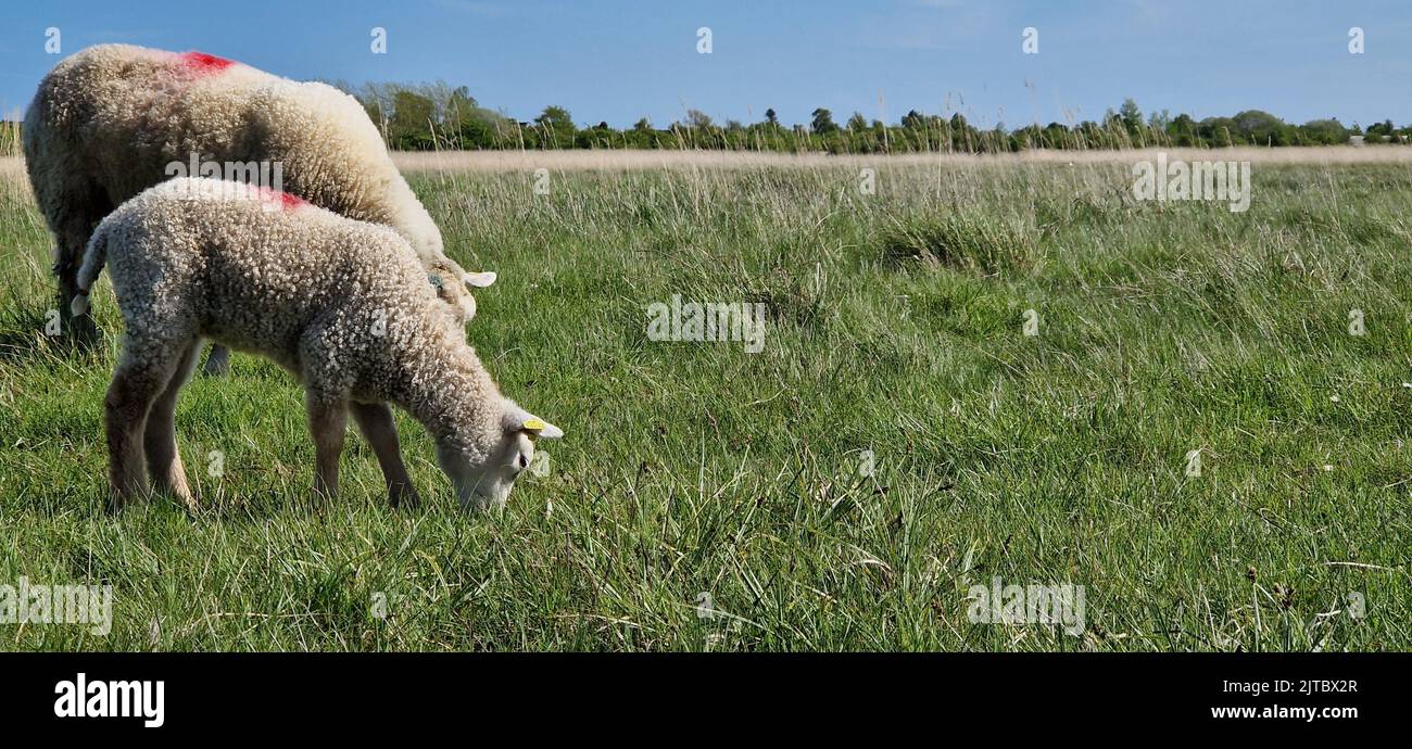 Mother sheep with big lamp grazing both with a red mark on the back ...