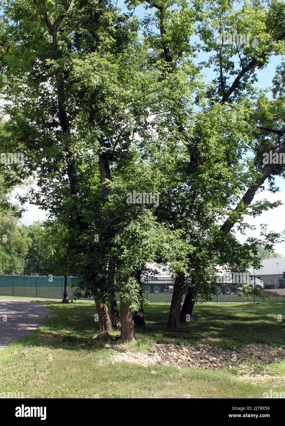 Group of 3 trees Stock Photo - Alamy