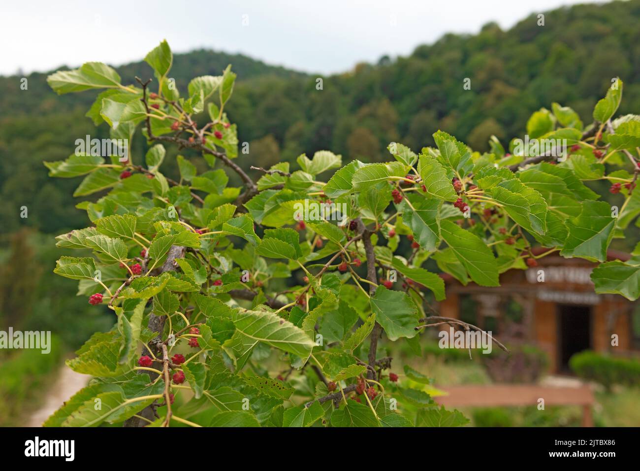 Young mulberry tree with unripened red berries, with a dense green ...