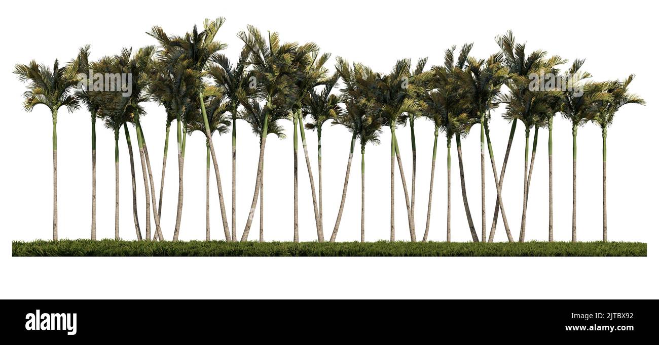 3ds rendering image of front view of palm trees on grasses field Stock ...