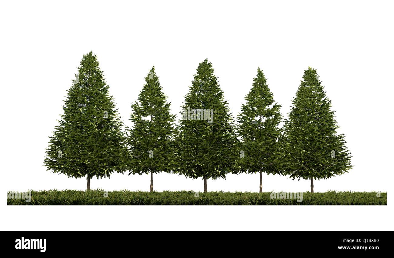 Green field wild grasses Cut Out Stock Images & Pictures - Alamy