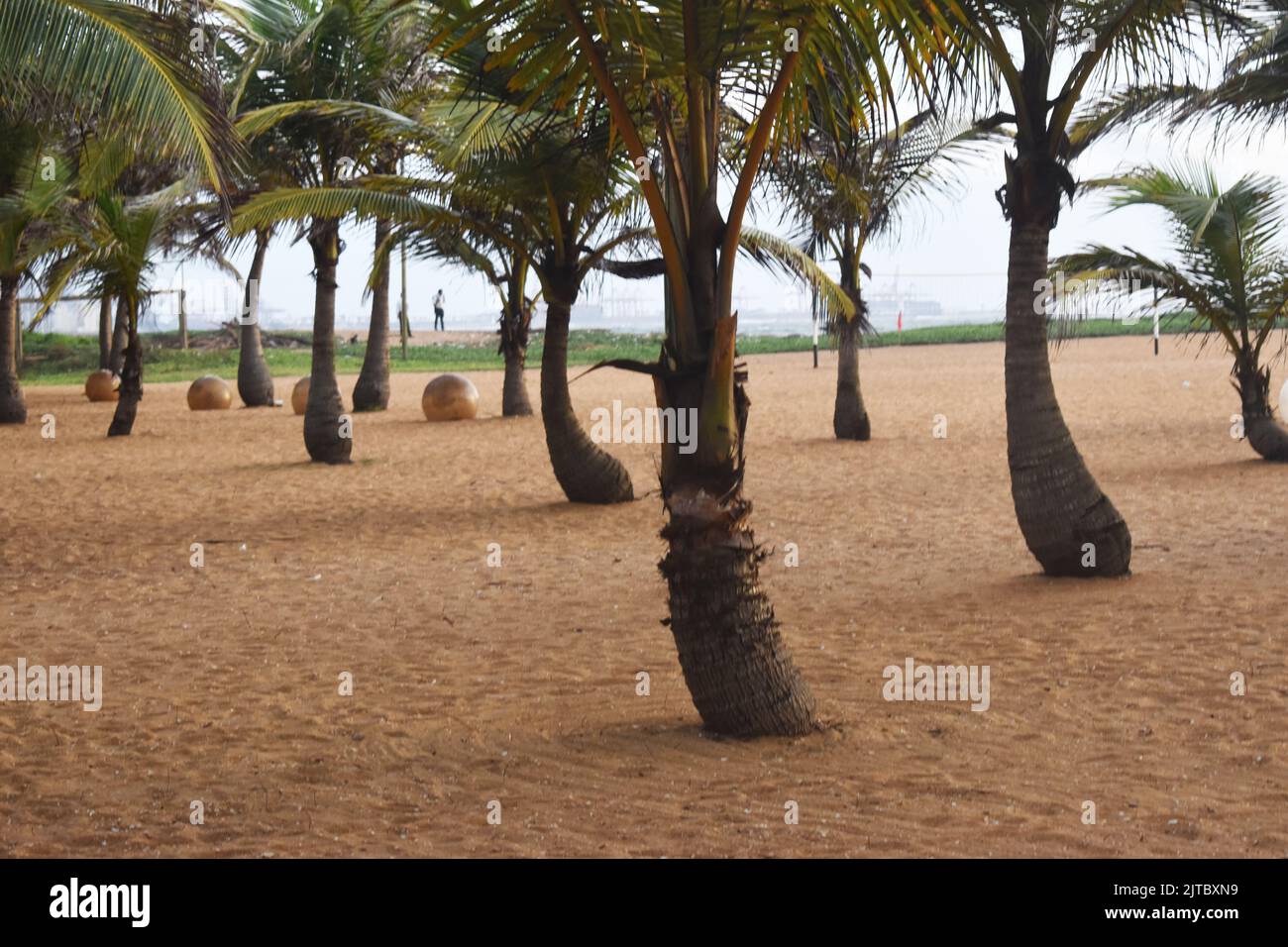 Small coconut trees at a landscape garden at a hotel which overlooks ...
