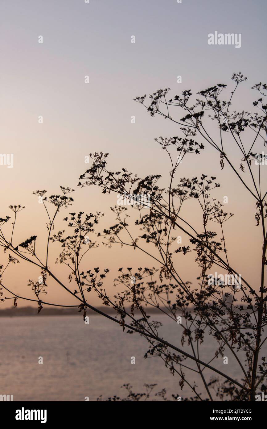 Sunset plant hi-res stock photography and images - Alamy