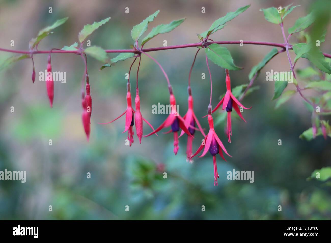 Vivid pink fuchsia buds with soft green background with copy space ...