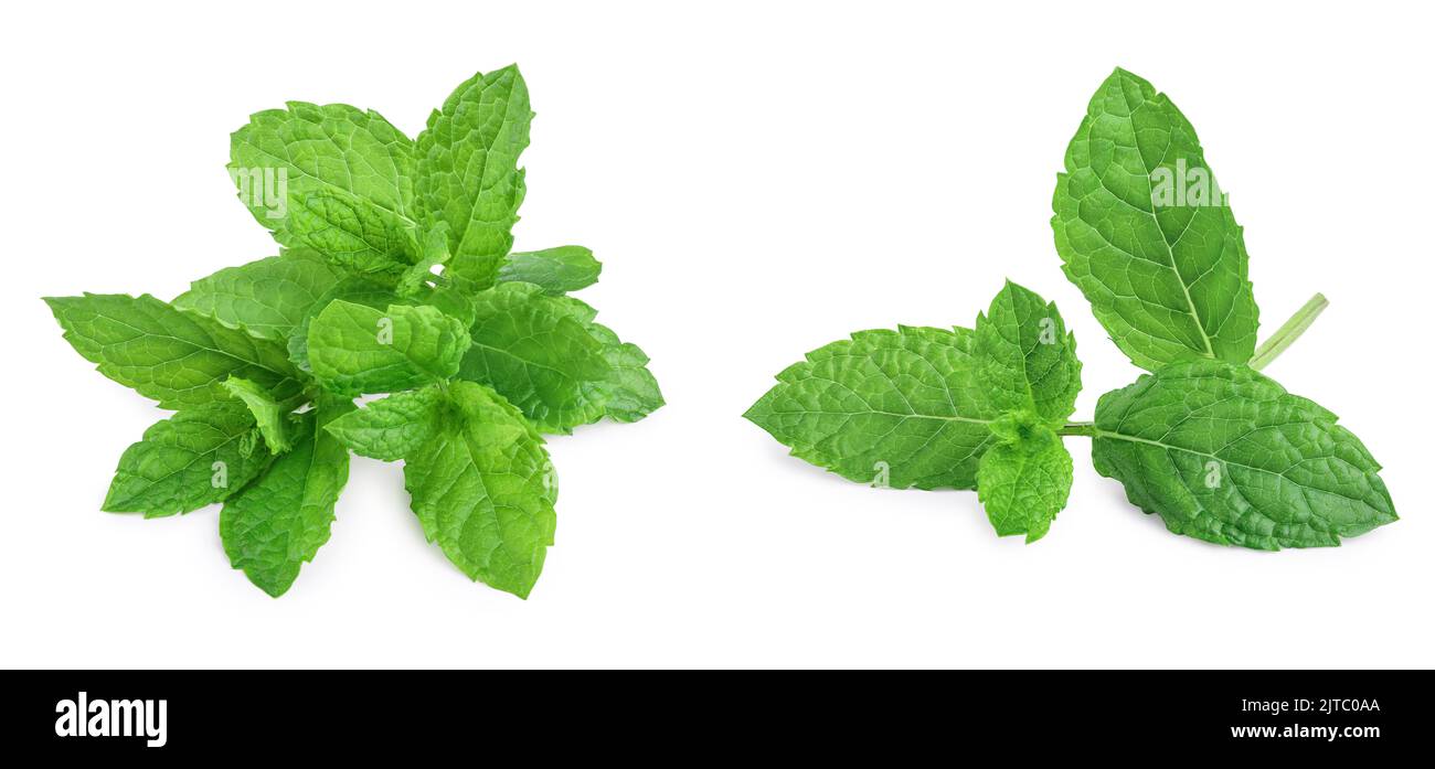 fresh mint leaves isolated on white background. Set or collection Stock ...