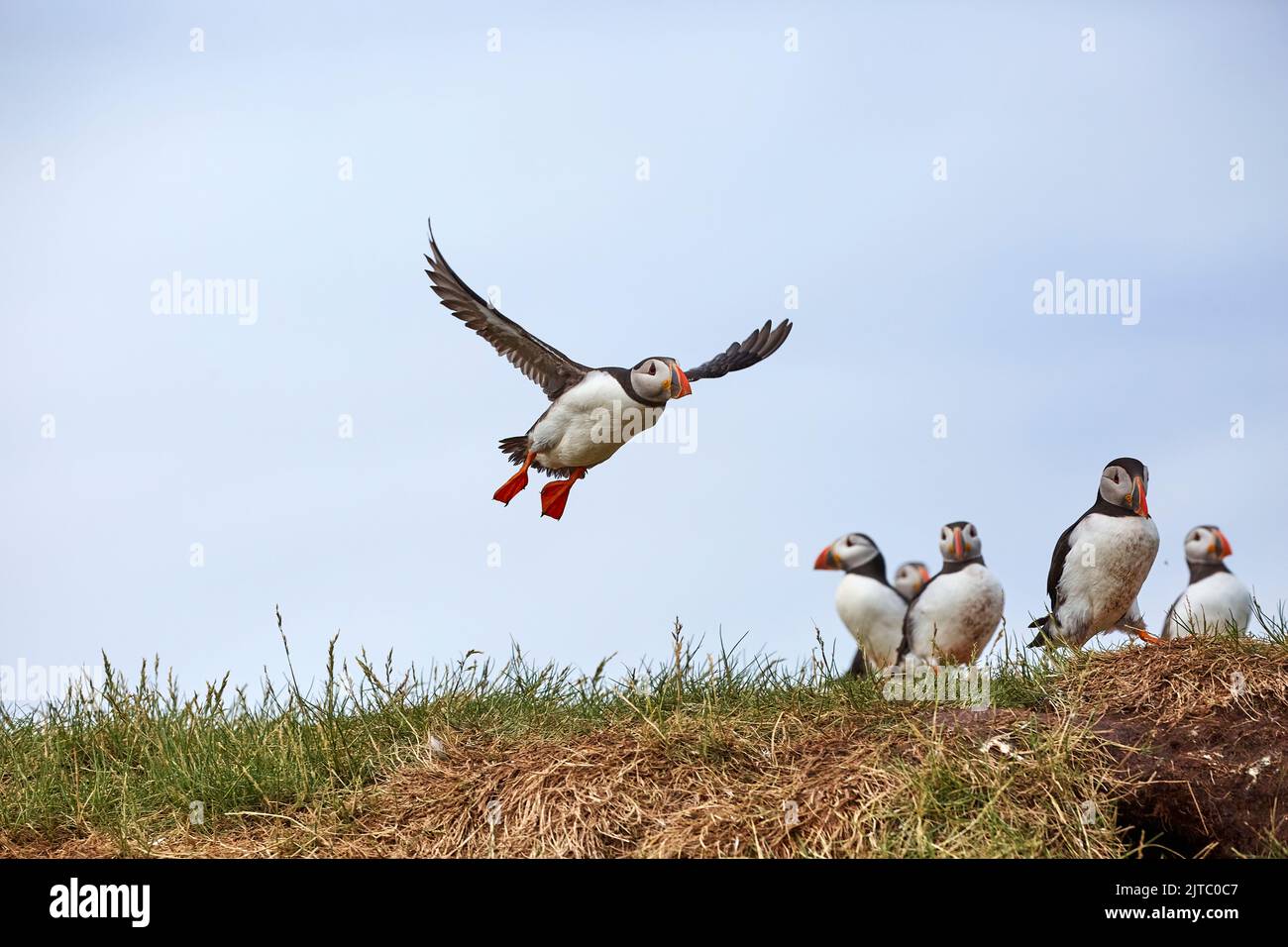 Puffin in Flight Stock Photo - Alamy