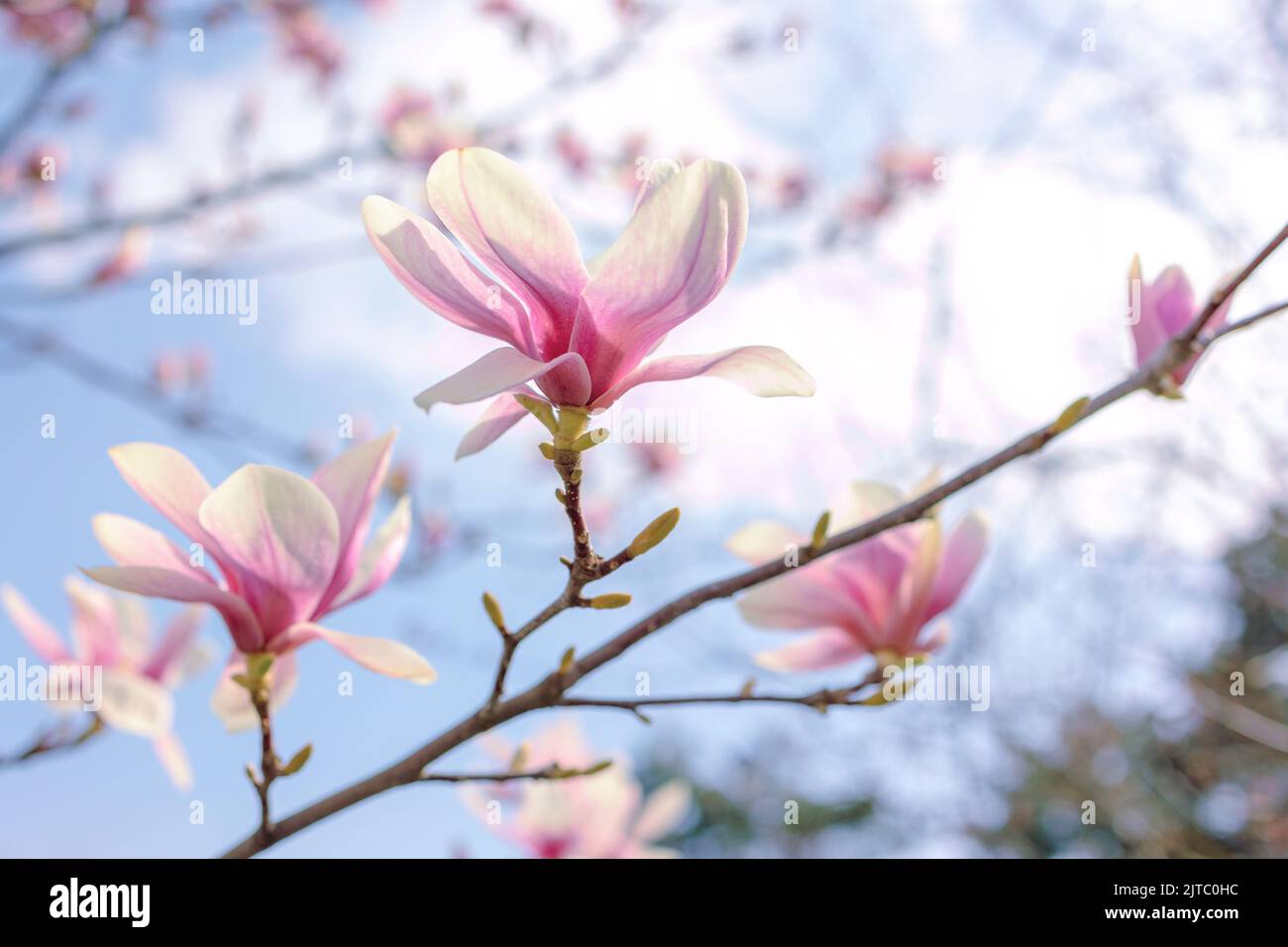 blooming Magnolia tree branch flowers with blue sky background Stock ...