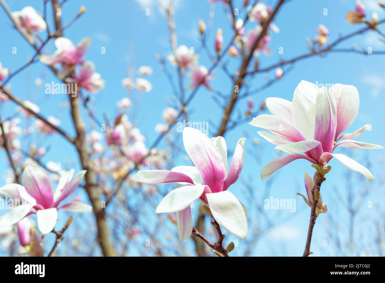 blooming Magnolia tree branch flowers with blue sky background Stock ...
