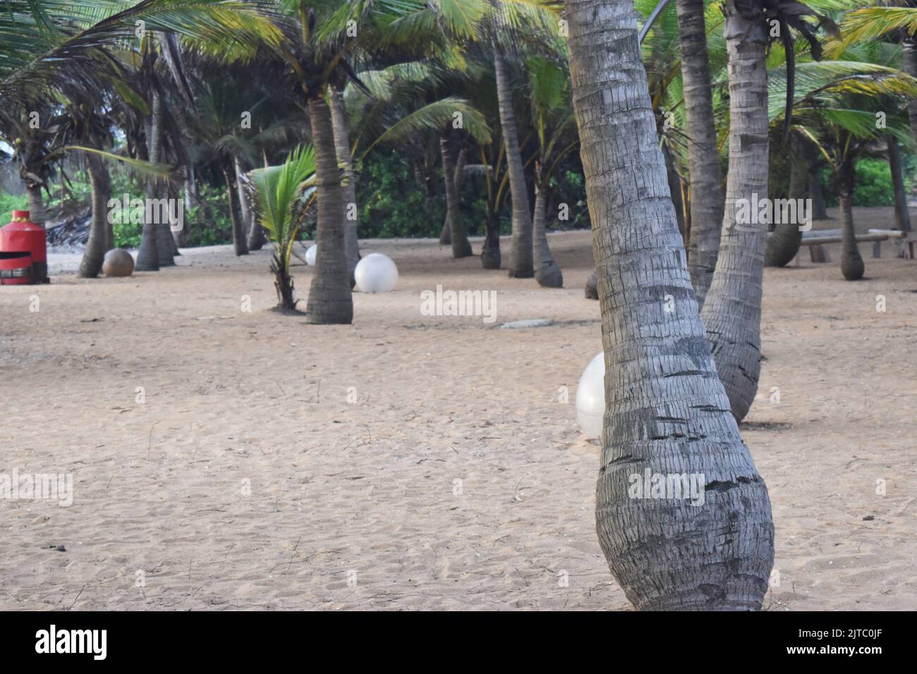 Small coconut trees at a landscape garden at a hotel which overlooks ...