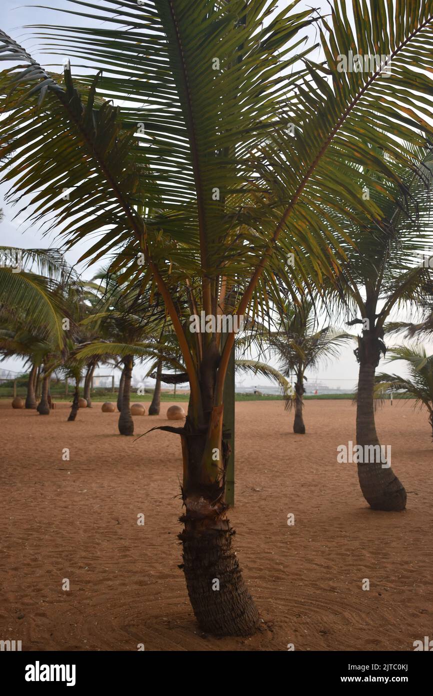 Small coconut trees at a landscape garden at a hotel which overlooks ...