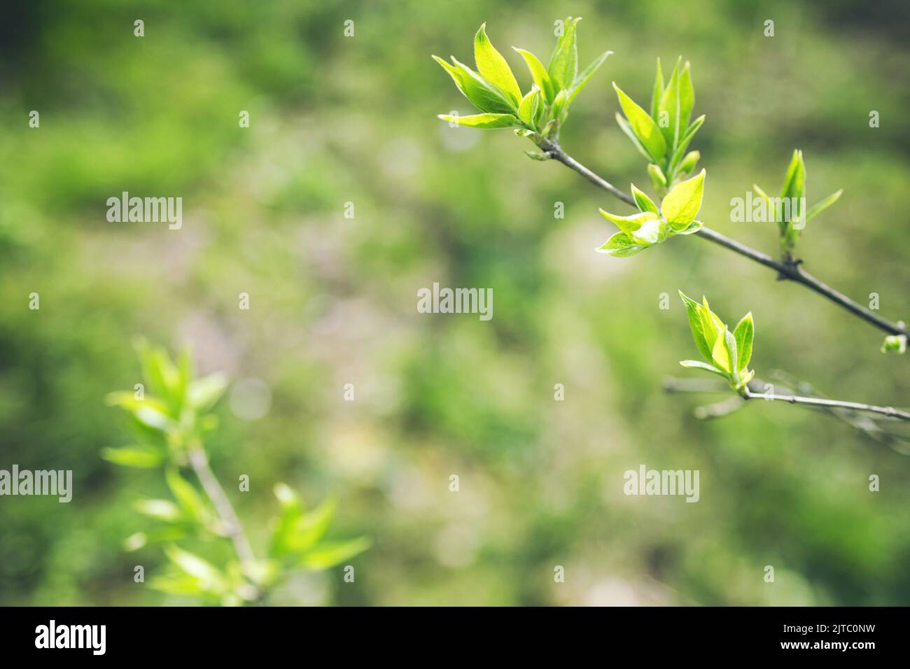 tree branch with green leaves on blurred greenery background Stock ...