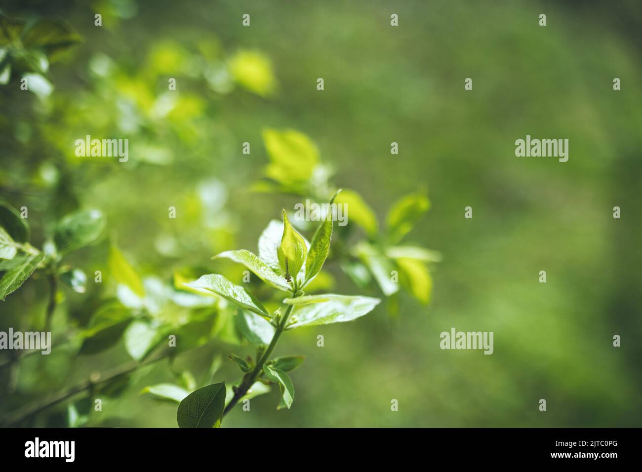 tree branch with green leaves on blurred greenery background Stock ...