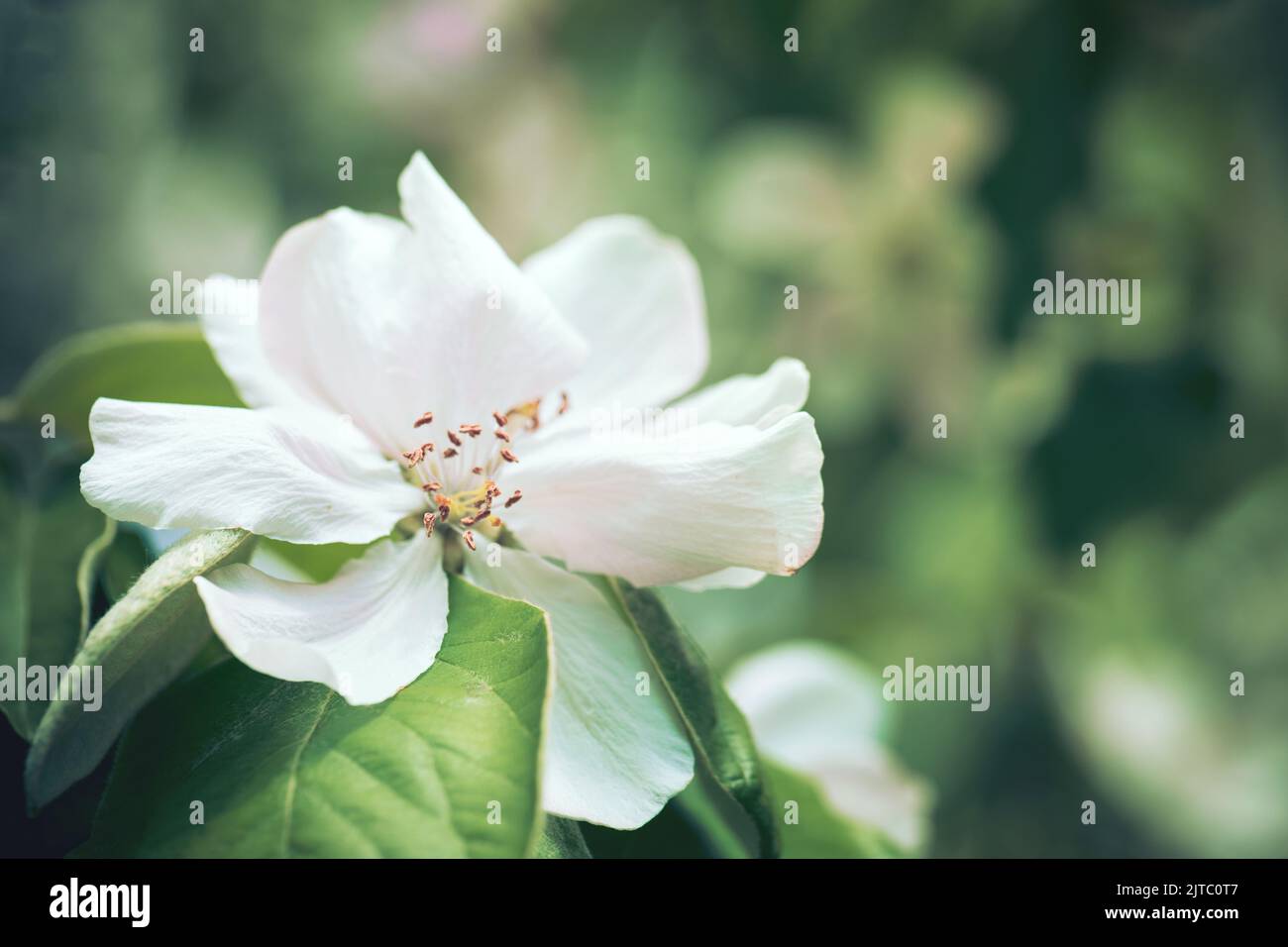 Branch with white apple flower on blurred green background Stock Photo ...