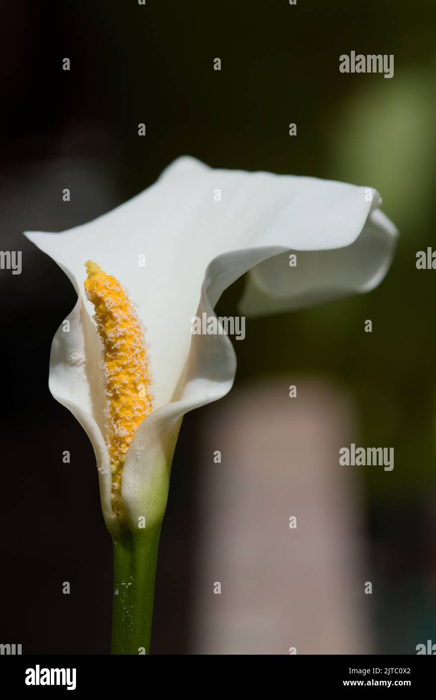 Image of a flower of Zantedeschia aethiopica or water lily that does ...