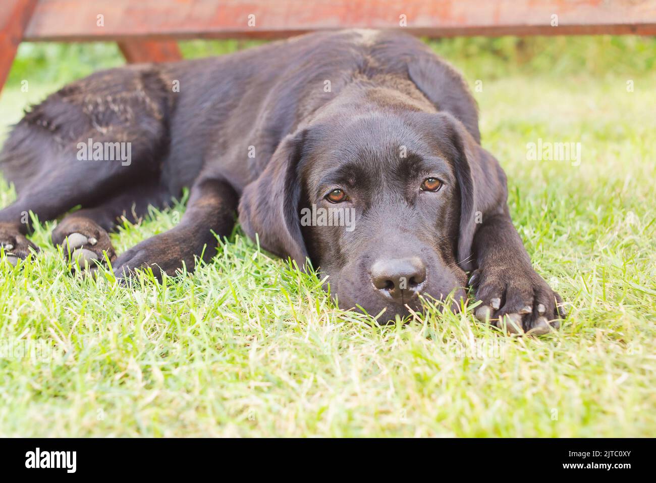 The dog is resting. A black Labrador retriever dog lies on a green lawn ...