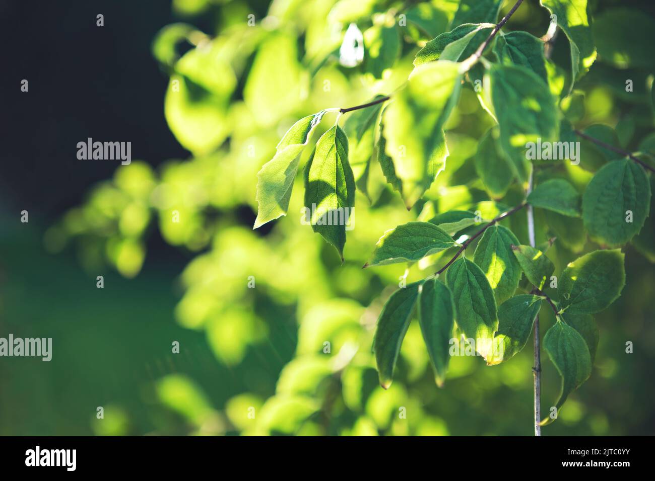 tree branch with green leaves on blurred greenery background Stock ...