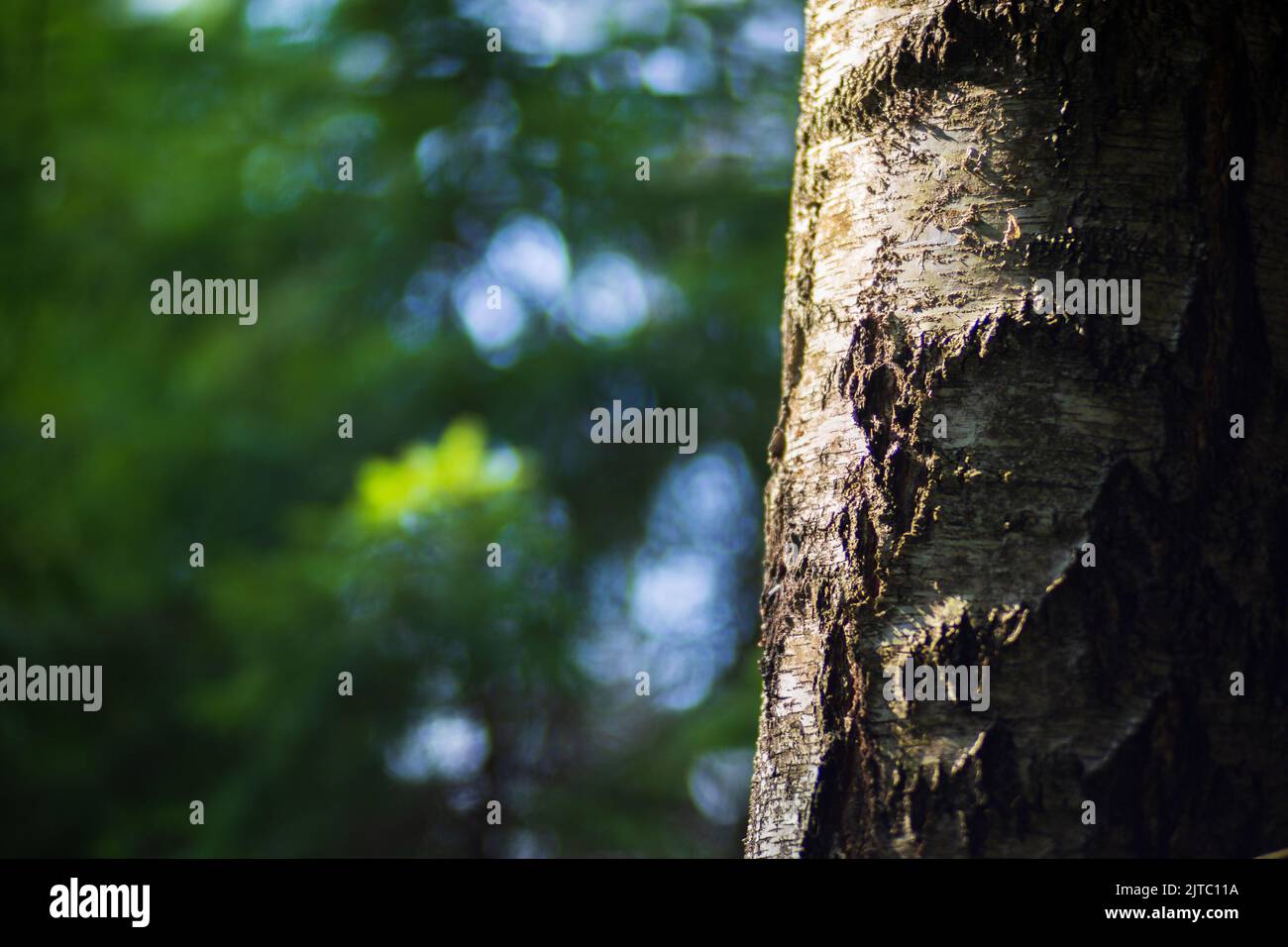 Bark of an old tree in the forest close-up. Textured beautiful abstract ...