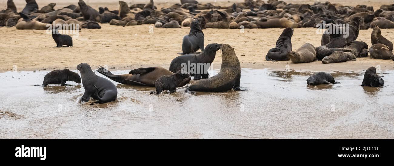 Cape fur seal, Arctocephalus pusillus pusillus, family with babies on a ...
