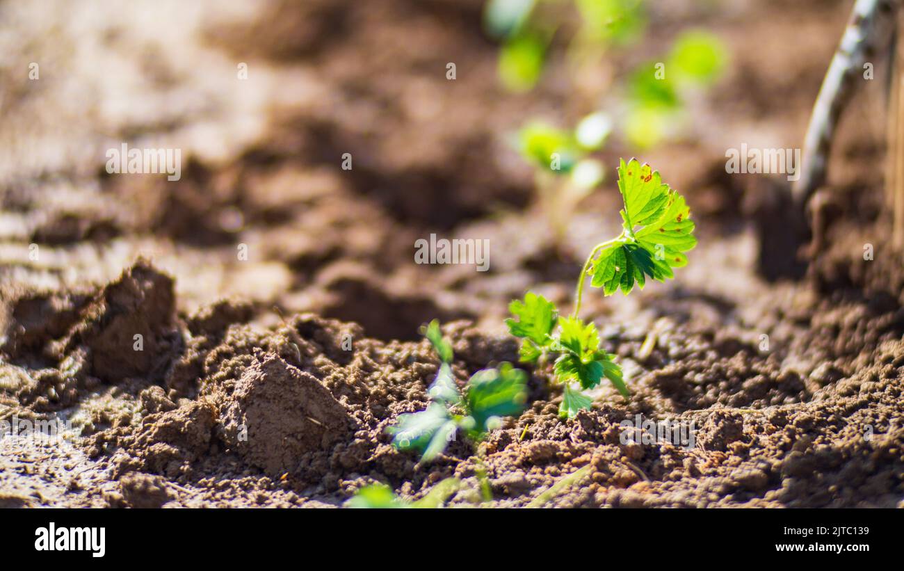 Farmer's garden tool - garden scoop. Gardening concept. Agricultural ...