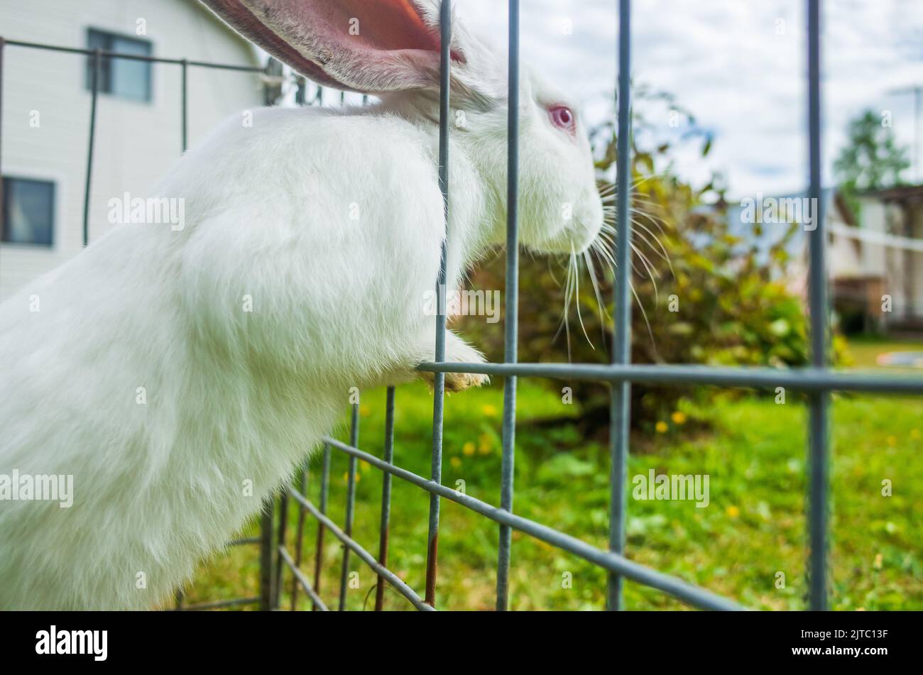 White rabbit close-up looks through the mesh fence on the plot of a ...