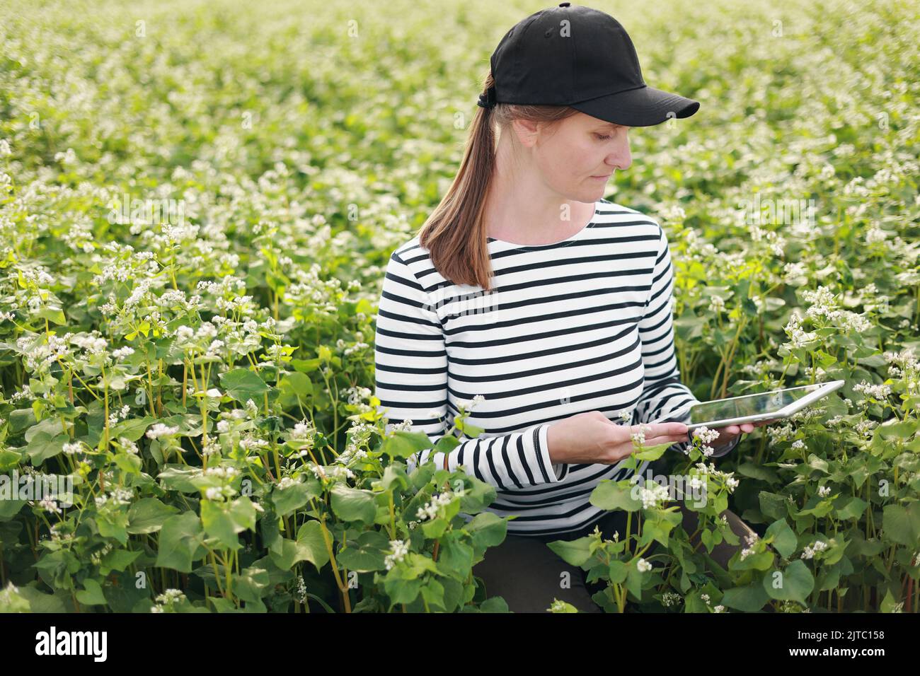 female agronomist with tablet check the growth of a field with buckwheat flowers. woman touching ...