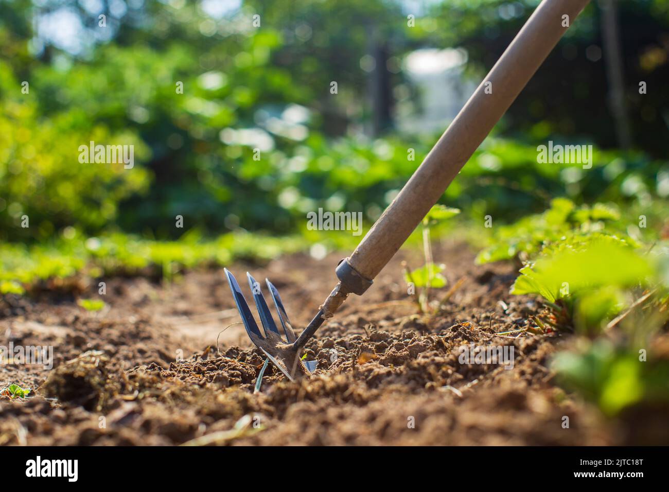 Farmer cultivating land in the garden with hand tools. Soil loosening ...