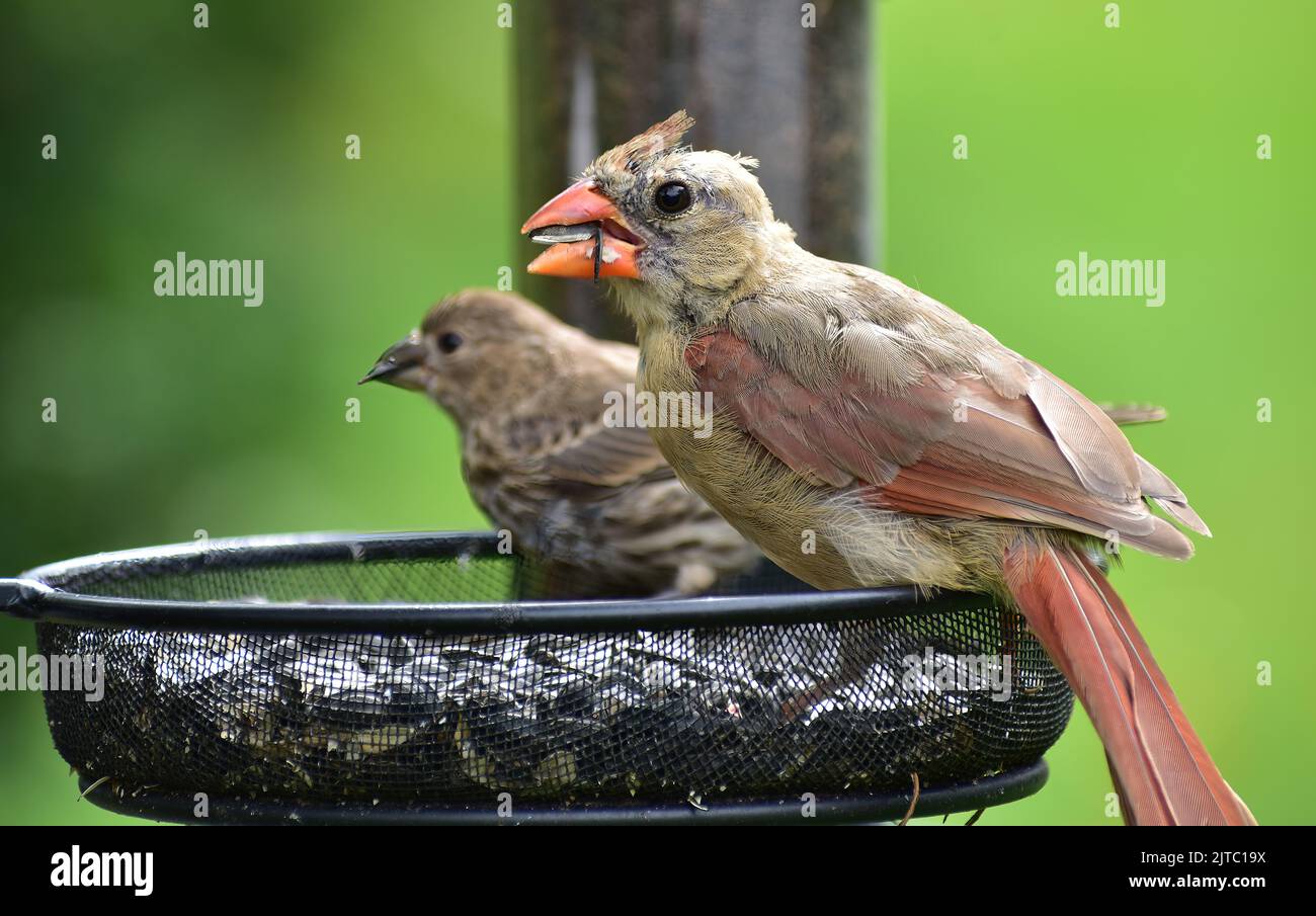 Young male Northern Cardinal eating sunflower seed Stock Photo - Alamy