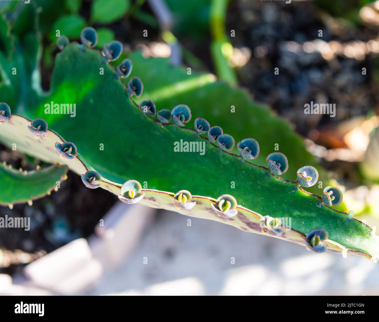 Kalanchoe daigremontiana, formerly known as Bryophyllum daigremontianum ...