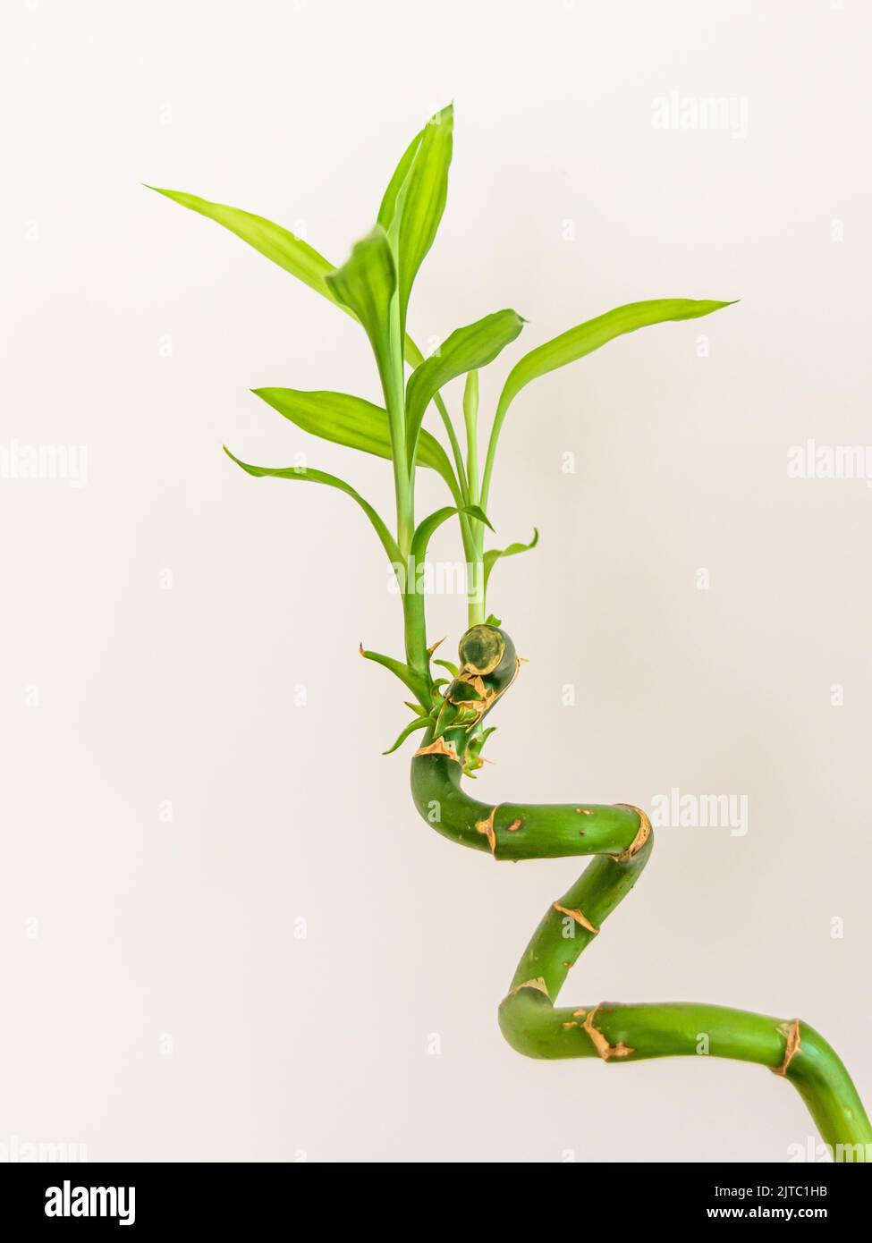 bamboo branch isolated on cream background. aesthetic appearance of ...