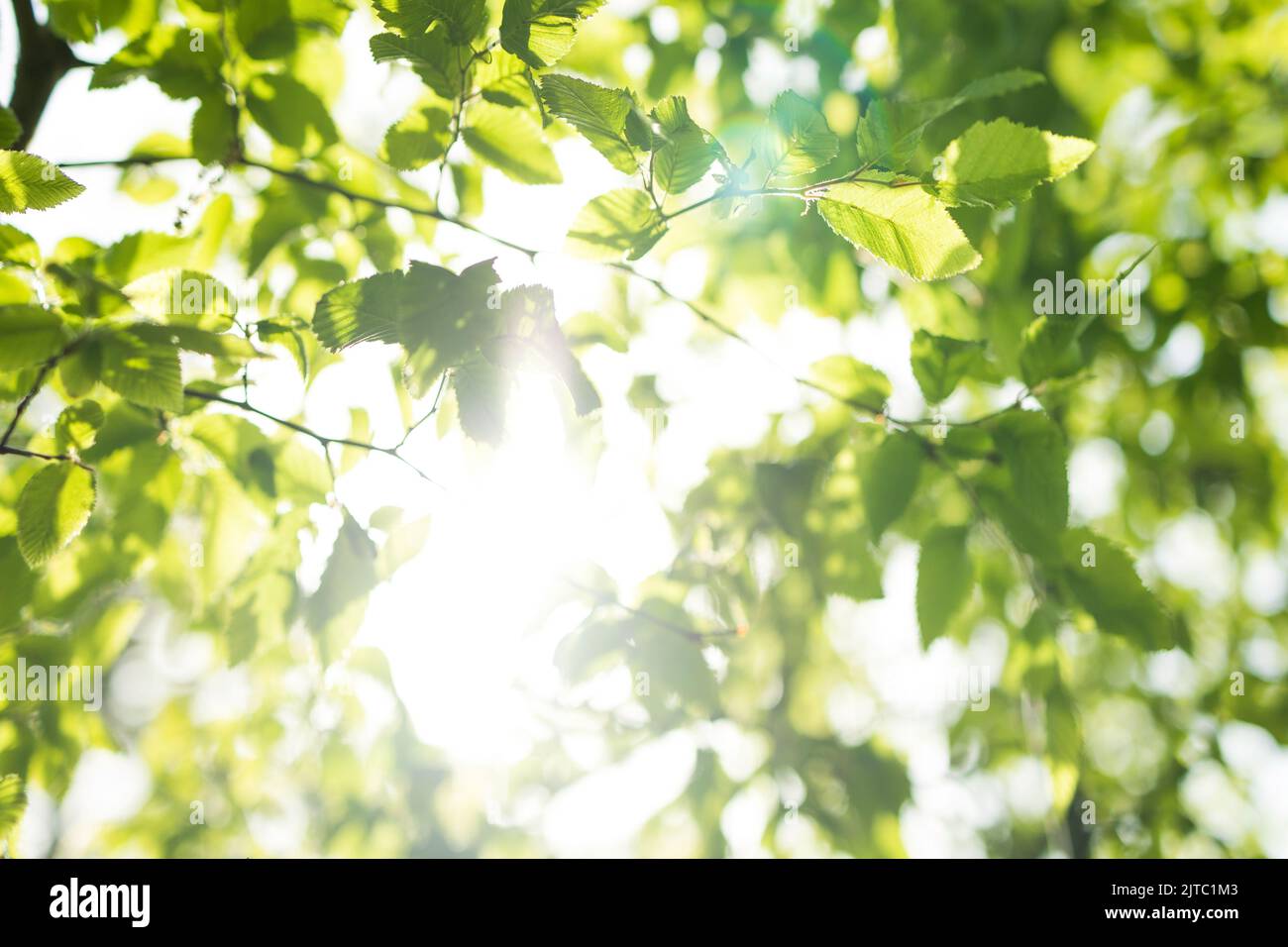 sun rays with radiant bokeh shines through forest trees Stock Photo - Alamy