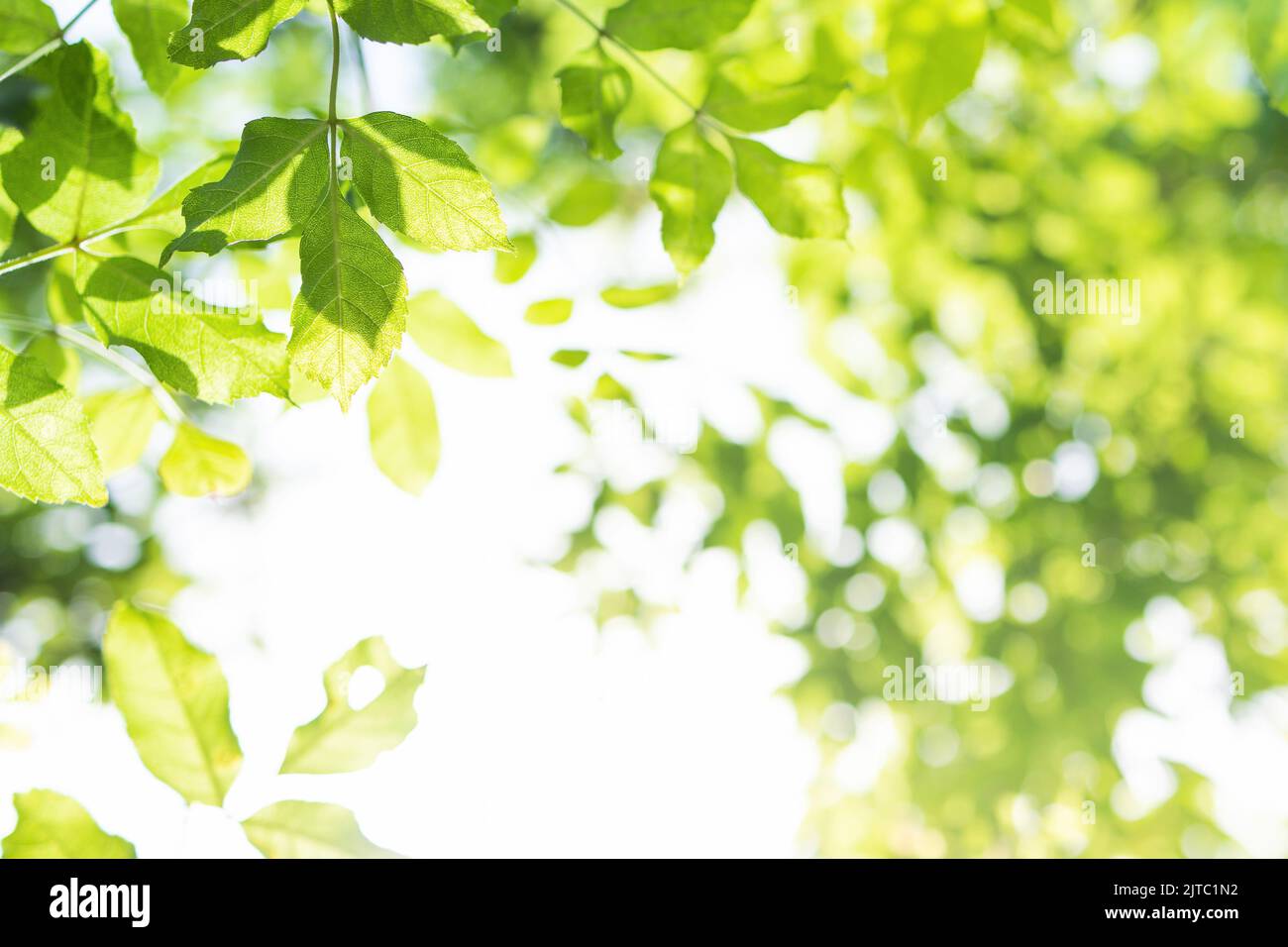 sun rays with radiant bokeh shines through forest trees Stock Photo - Alamy