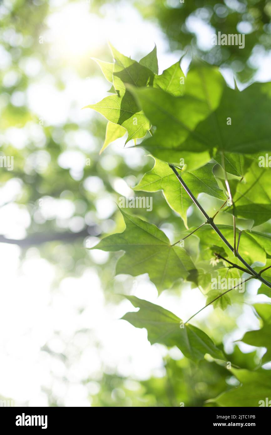 sun rays with radiant bokeh shines through forest trees Stock Photo - Alamy