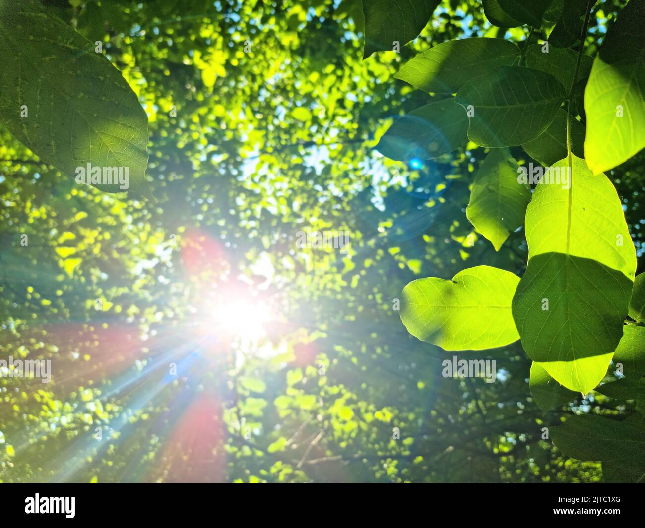 Sunlight filtering through foliage hi-res stock photography and images ...