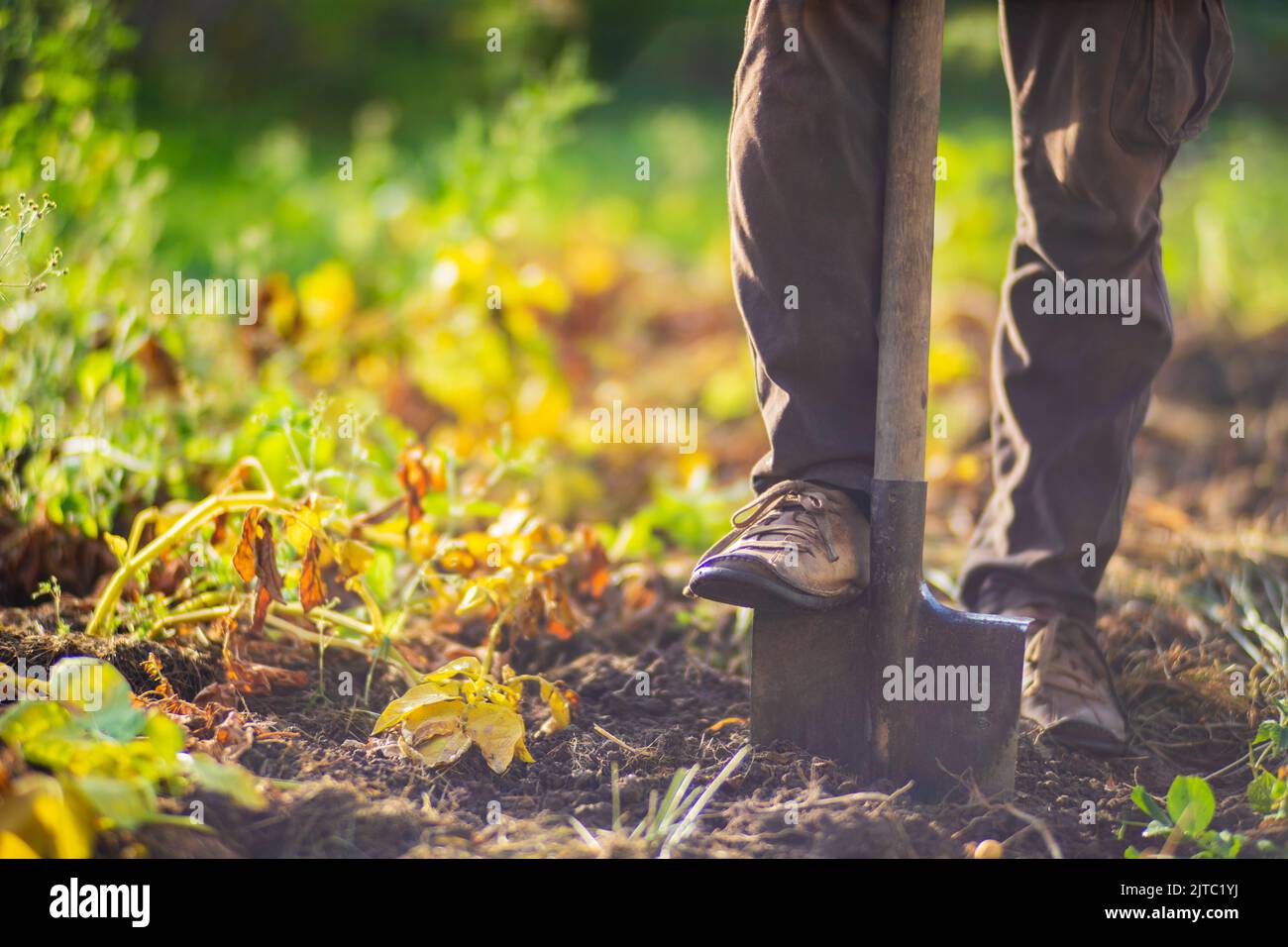 The farmer stands with a shovel in the garden. Preparing the soil for ...