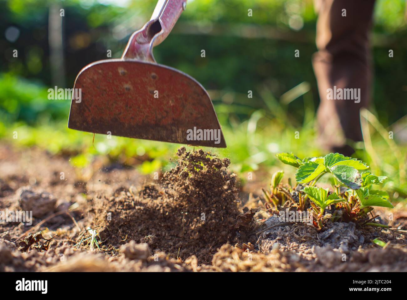 Farmer cultivating land in the garden with hand tools. Soil loosening ...