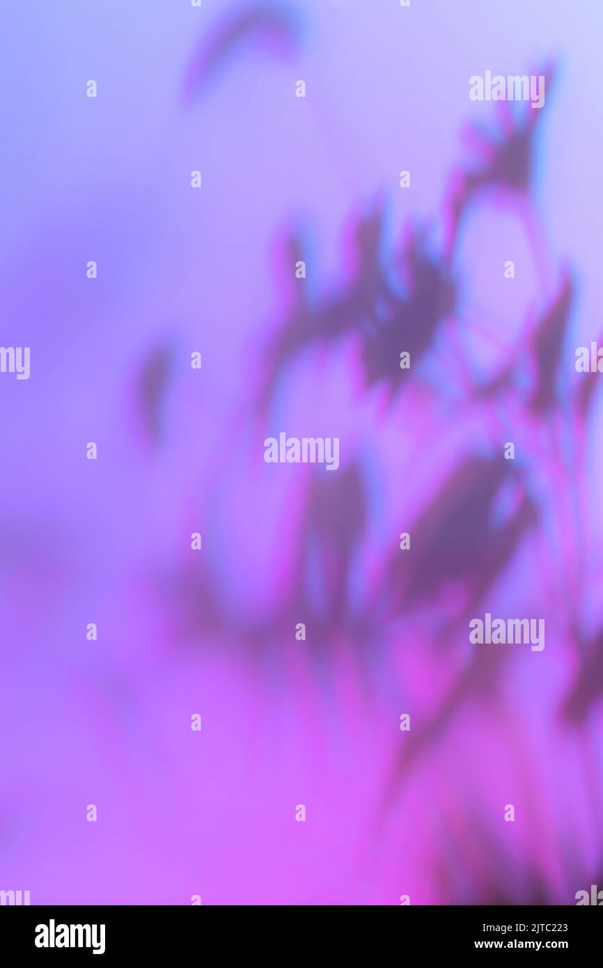 Shadow of flowers on holographic pink wall texture background Stock ...