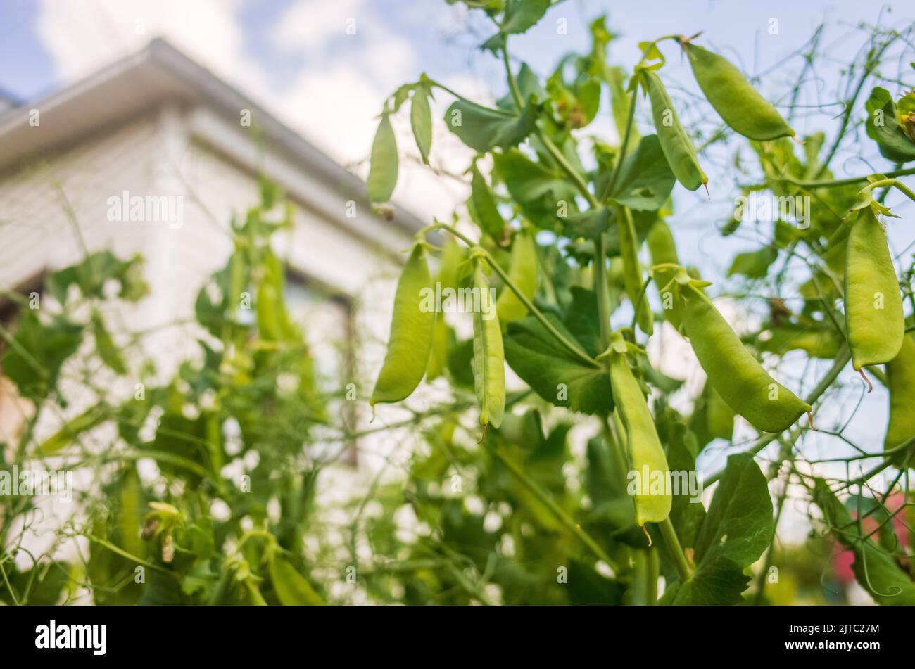 Peas soil hi-res stock photography and images - Alamy
