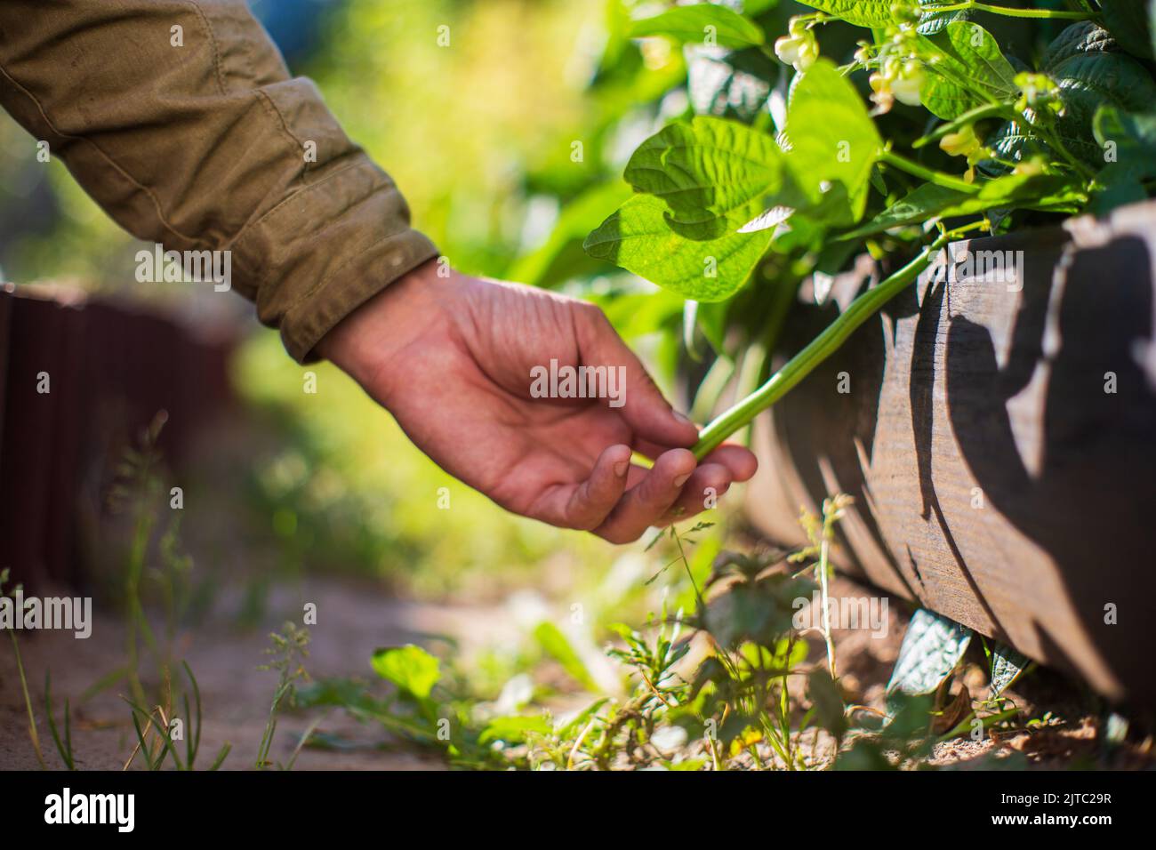 Farmer's hand touches agricultural crops close up. Growing vegetables ...
