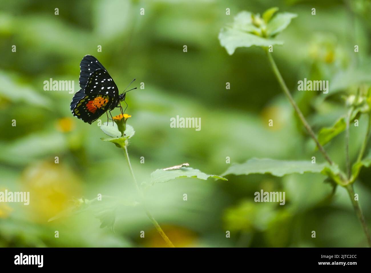 San Salvador, El Salvador. 29th Aug, 2022. A butterfly of the species ...