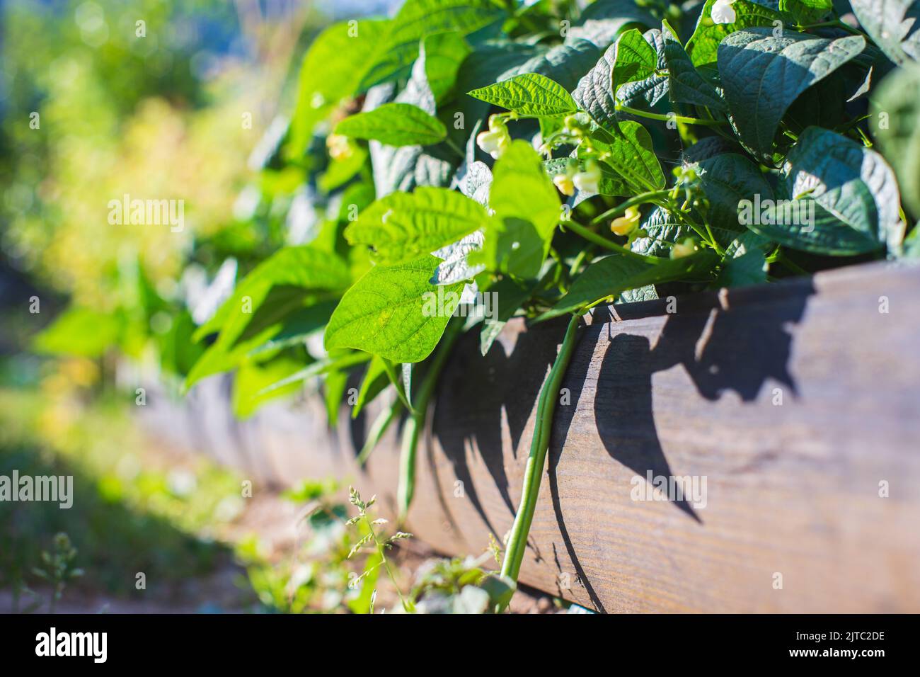Bean crops planted in soil get ripe under sun. Cultivated land close up ...
