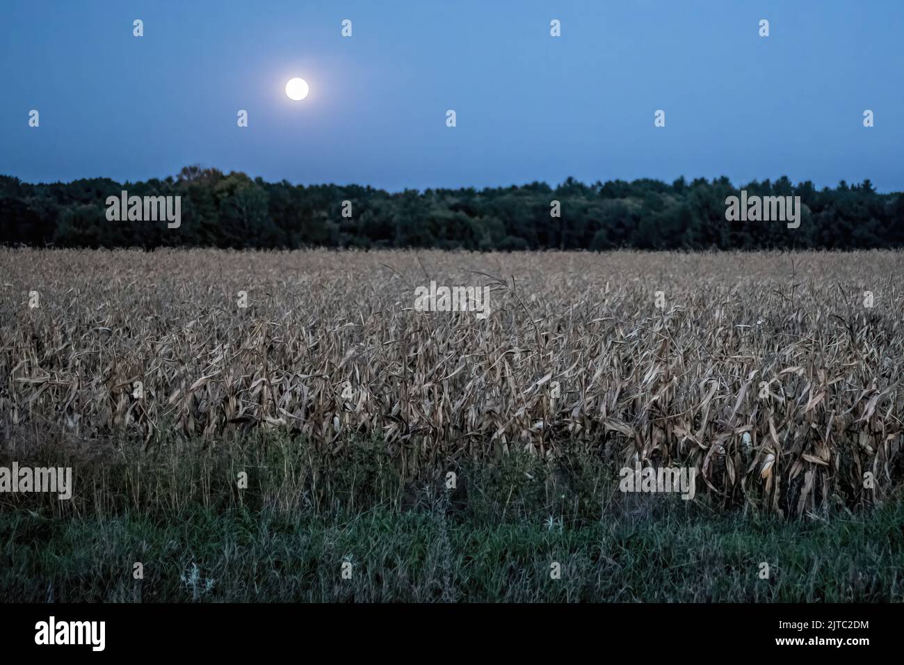 Cornfield in the evening with a full harvest moon overhead in late ...