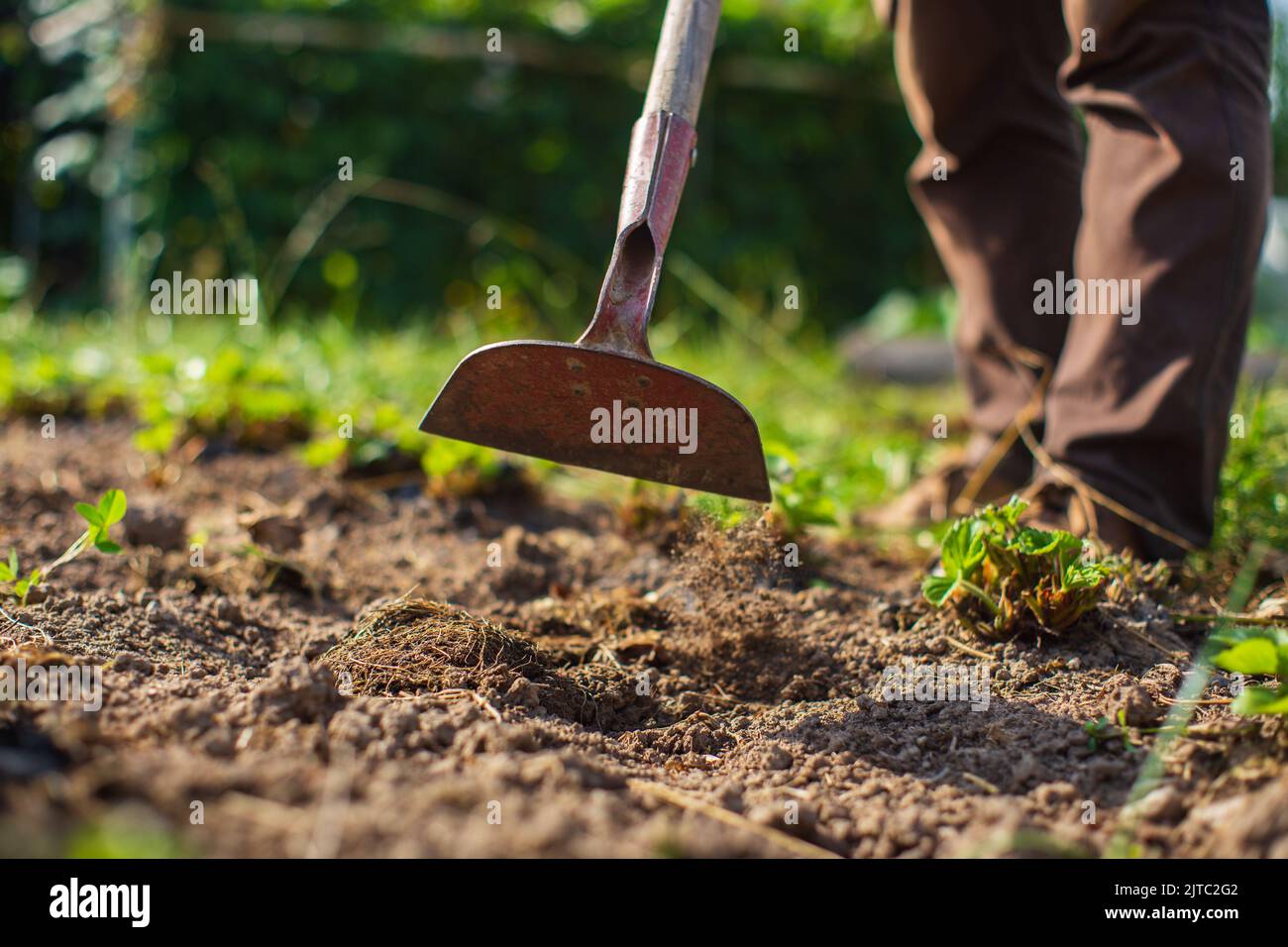 Farmer cultivating land in the garden with hand tools. Soil loosening ...
