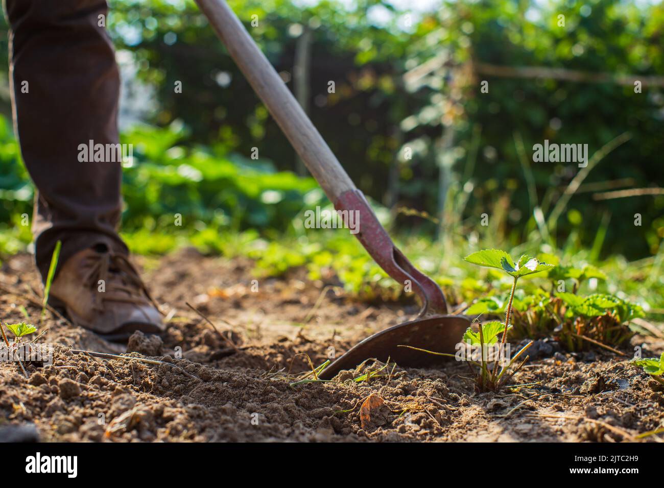 Farmer cultivating land in the garden with hand tools. Soil loosening ...