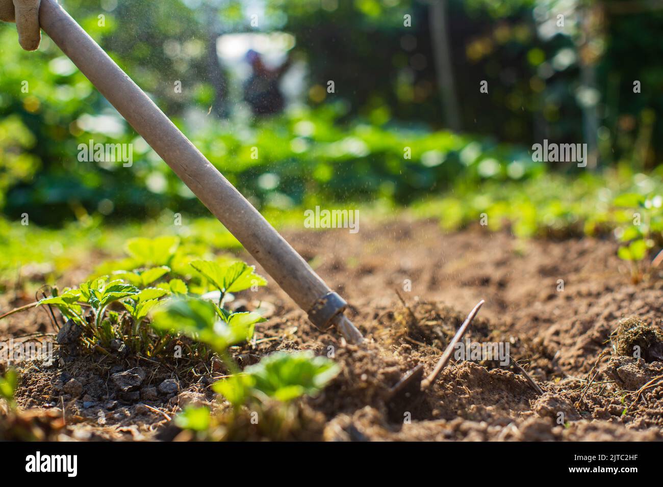 Farmer cultivating land in the garden with hand tools. Soil loosening ...